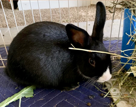 Rabbits available for adoption