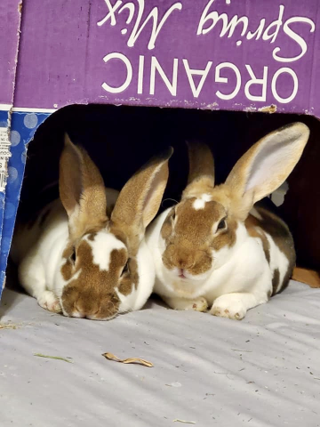 Matilda is available for adoption!