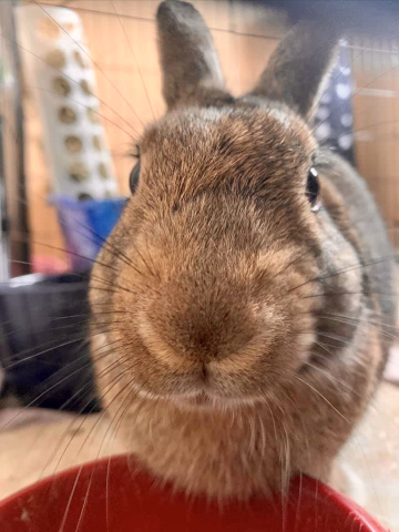 Groot is available for adoption!