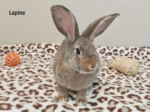 Lapine is available for adoption!