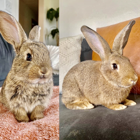 Rabbits available for adoption