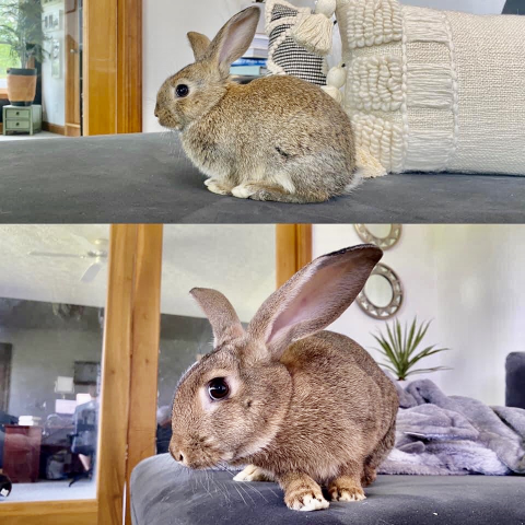 Rabbits available for adoption