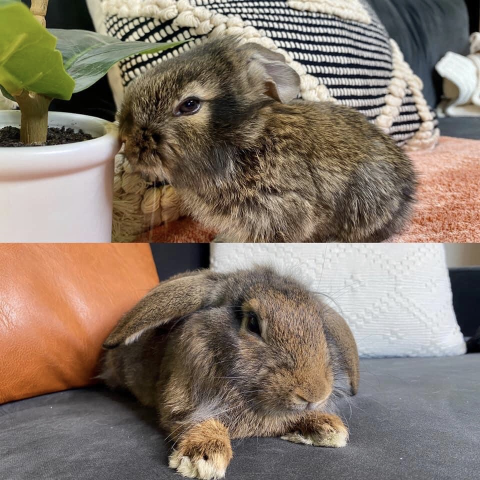 Rabbits available for adoption