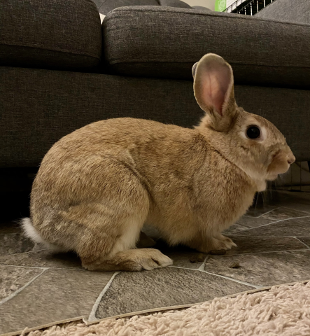 Cinnamon Rabbit Breed