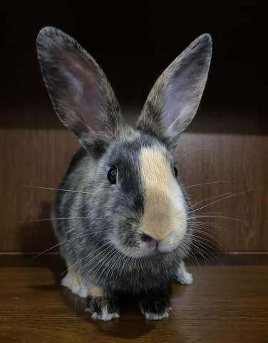 Quinn is available for adoption!