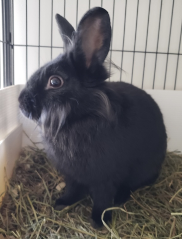 Rabbits available for adoption