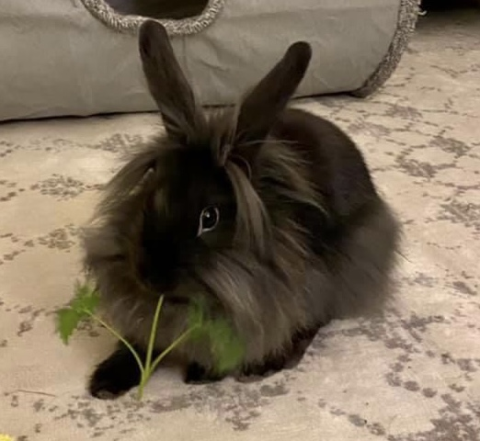 Indiana House Rabbit Society - Available for Adoption