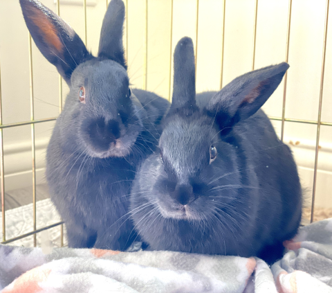 Rabbits available for adoption
