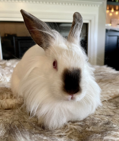 Poppi is available for adoption!