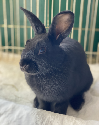 Crush Rabbit Running Bunny Binky Playing Human Feet Stock Photo