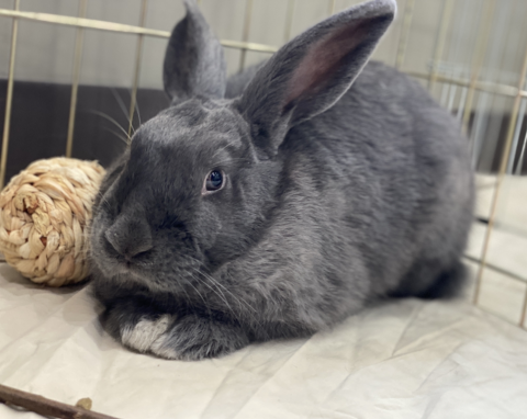 Rabbits available for adoption