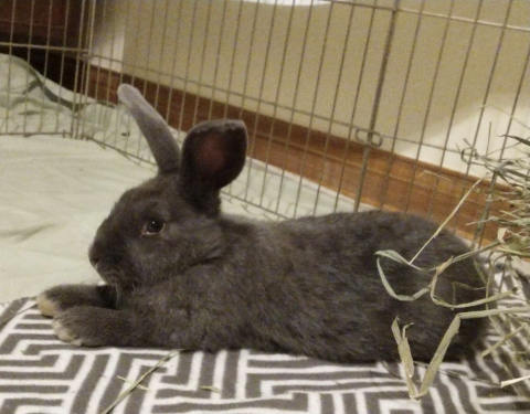 Rabbits available for adoption