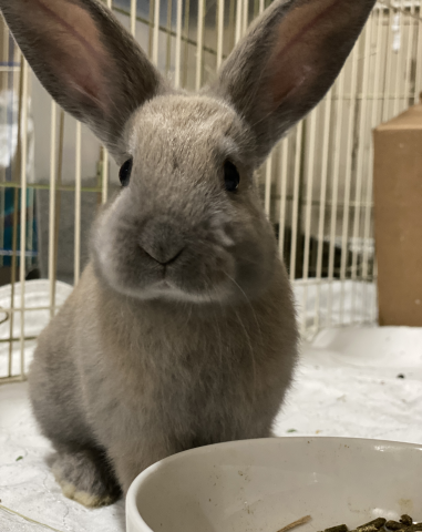Rabbits available for adoption