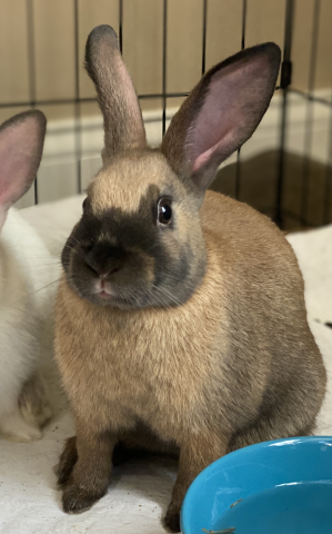 Rabbits available for adoption