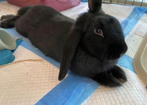 Rabbits available for adoption
