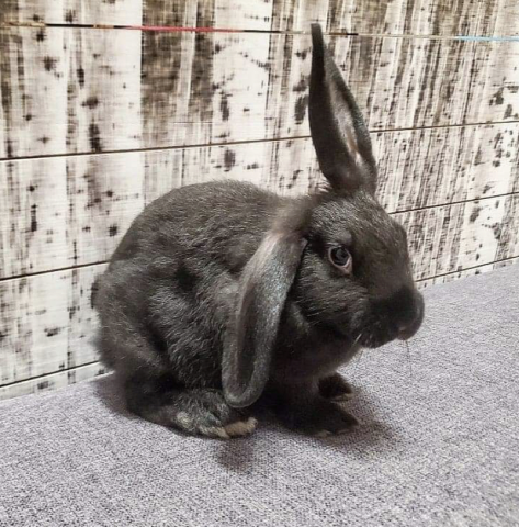 Indiana House Rabbit Society