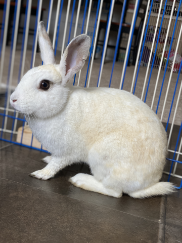 Rabbits available for adoption