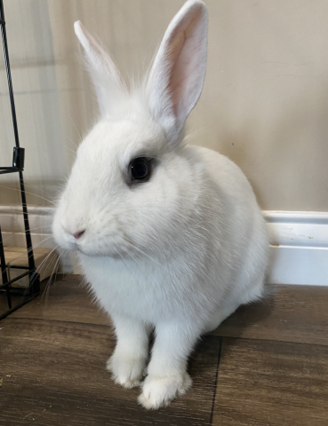 Miso is available for adoption!