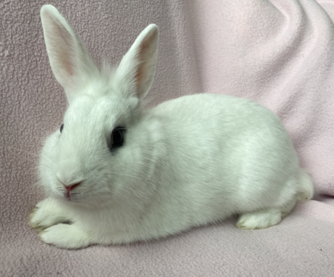 Miso is available for adoption!