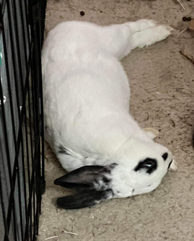 Jacques is available for adoption!