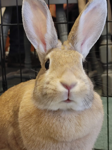 Rabbits available for adoption