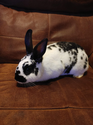 Rabbits available for adoption