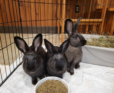 Edward Scissorpaws is available for adoption!