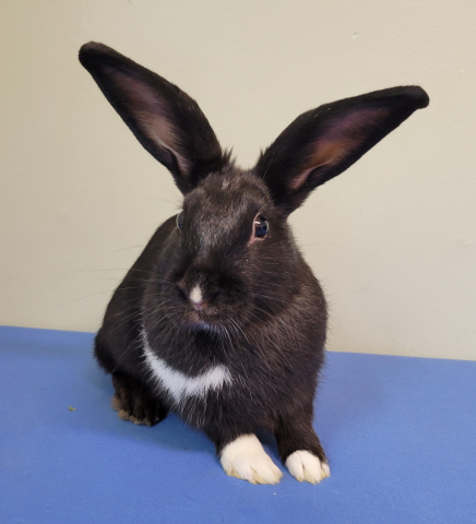 Rabbits available for adoption