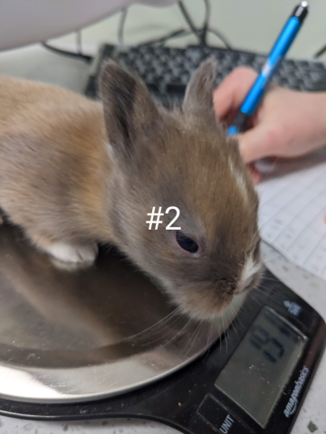 Binky Free, LA-3 week Rabbit 2-FIDO