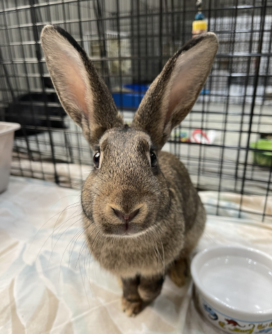 Pita is available for adoption!