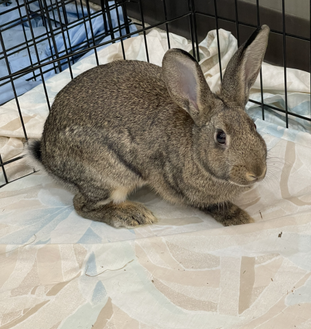 Pita is available for adoption!