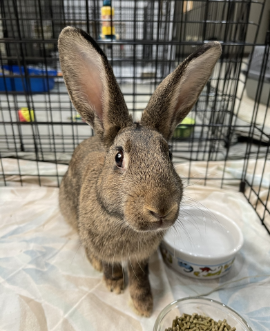 Pita is available for adoption!