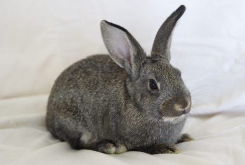 Pita is available for adoption!