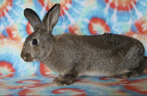 Rabbits available for adoption