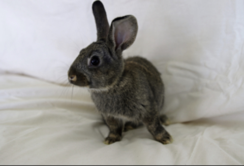 Pita is available for adoption!