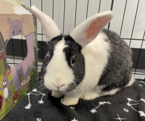 Rabbits available for adoption