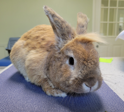 Rabbits available for adoption