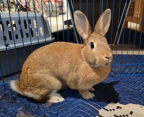 Rabbits available for adoption