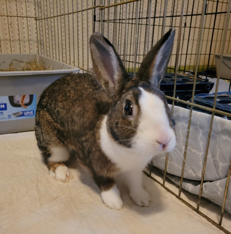 Rabbits available for adoption