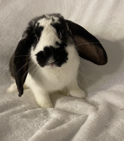 Zelda is available for adoption!