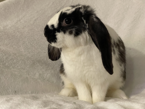 Zelda is available for adoption!