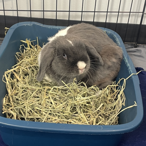 Rabbits available for adoption