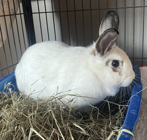 Geneva is available for adoption!