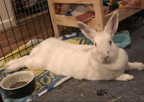Rabbits available for adoption
