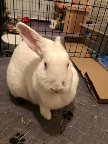 Rabbits available for adoption