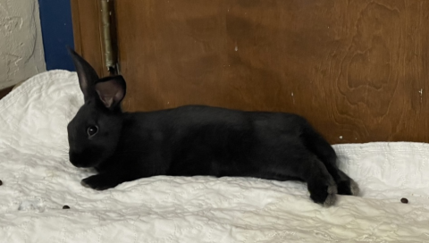 Brendan is available for adoption!