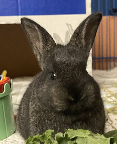 Manju is available for adoption!