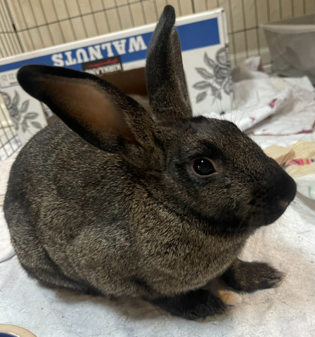 Rabbits available for adoption
