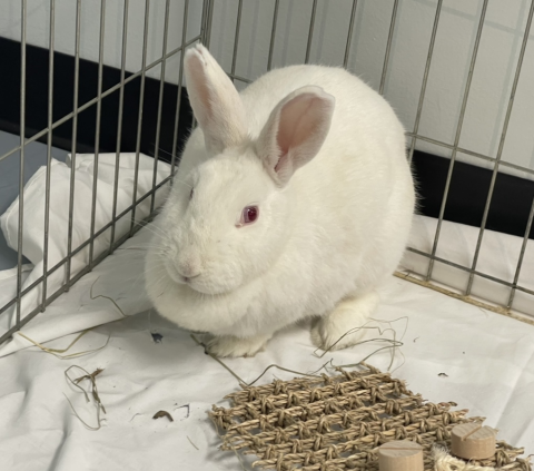 Rabbits available for adoption