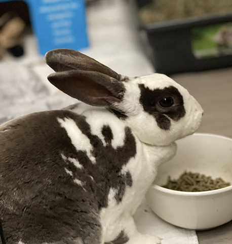 Rabbits available for adoption